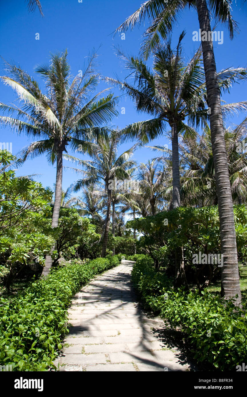 Palm pathway hi-res stock photography and images - Alamy