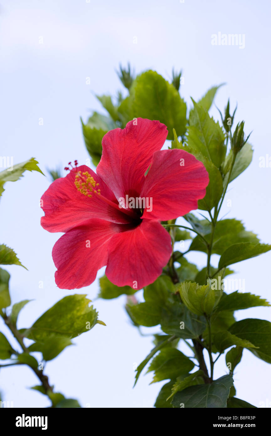 Close up of a Hibiscus flower with green leaves Stock Photo - Alamy
