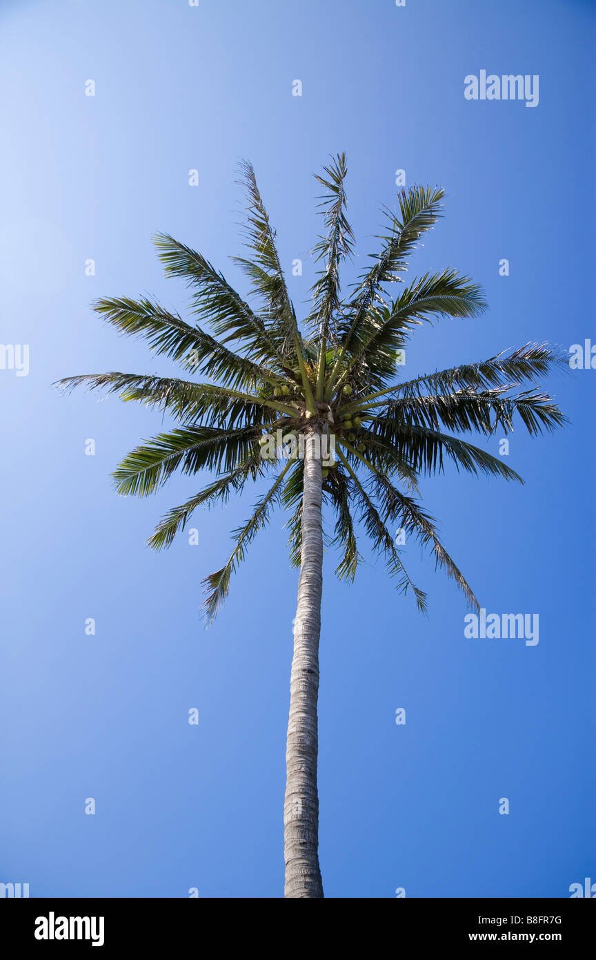 Close up of a tall coconut palm tree Stock Photo - Alamy