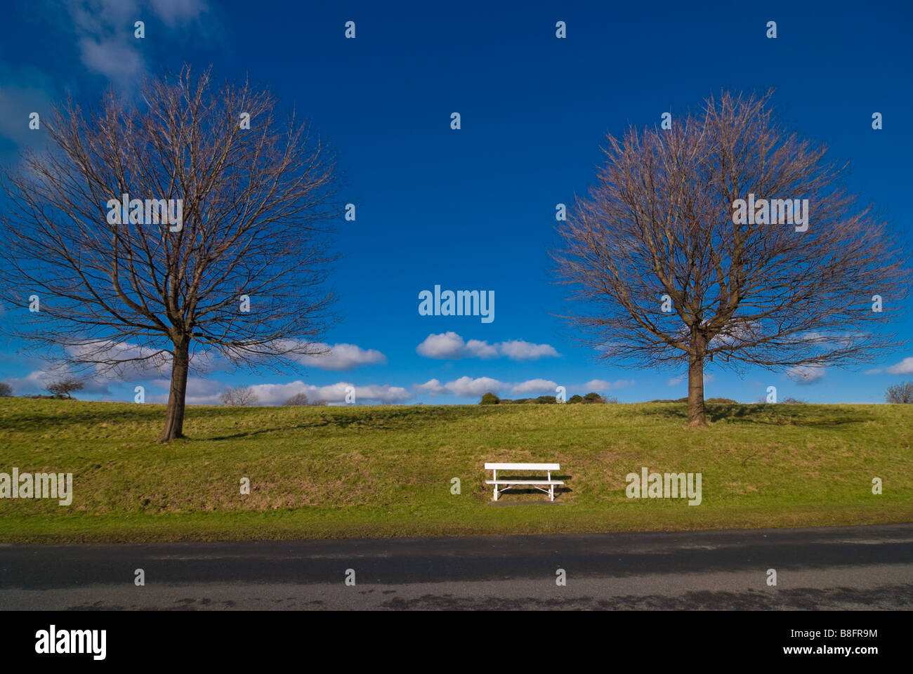 A brilliant white bench between two bare trees in Phoenix Park Dublin ...