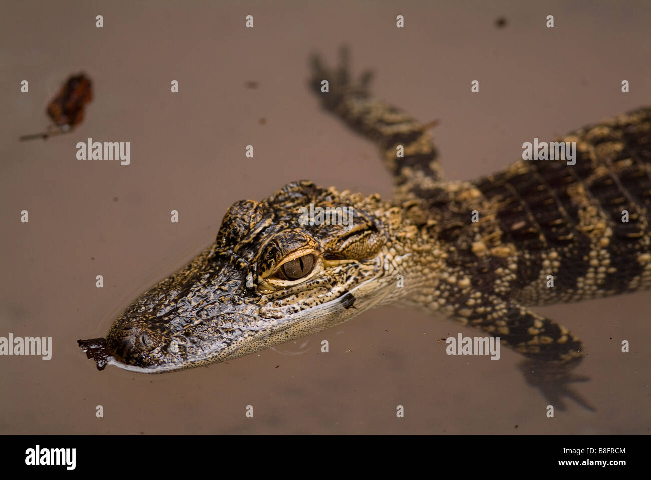 Baby American Alligator, Alligator mississippiensis, Florida Stock ...