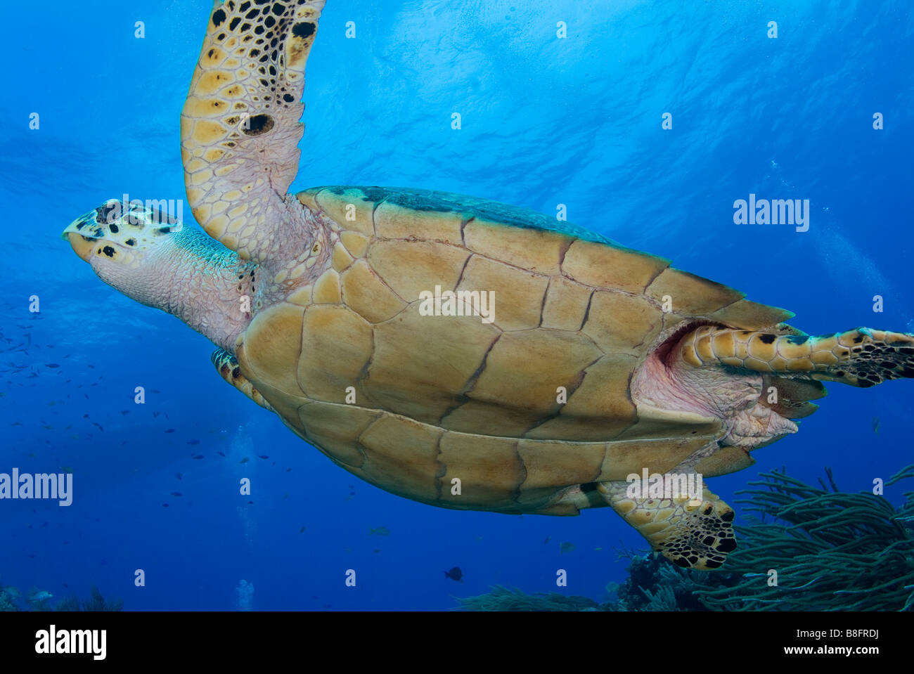 Bycatch Turtle
