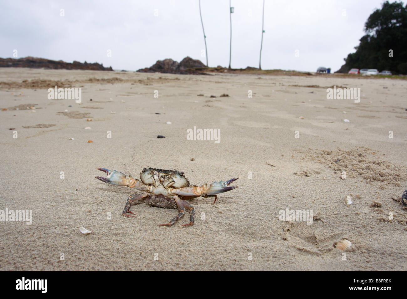 Faunacreature hi-res stock photography and images - Alamy