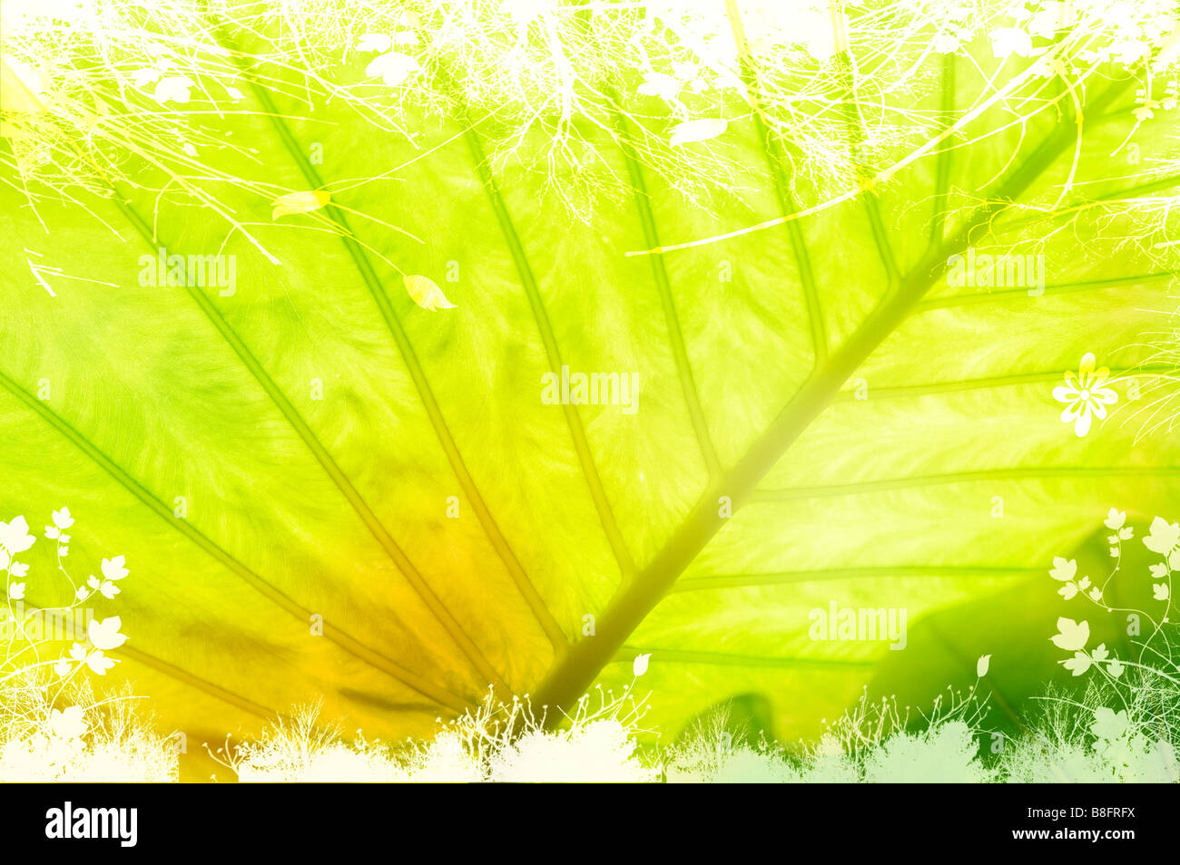A clear leaf vein composite Stock Photo - Alamy