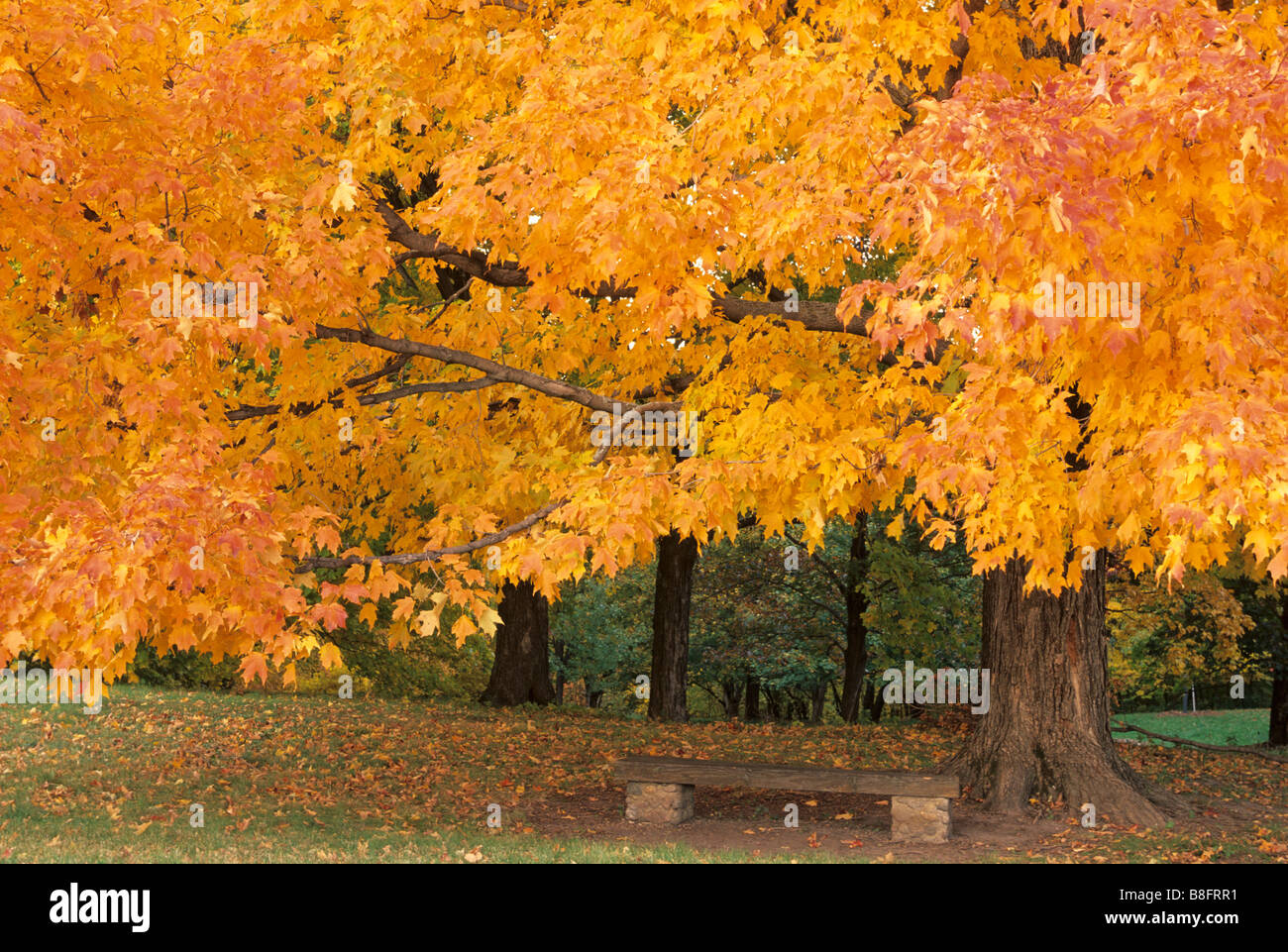 Maple Trees In The United States High Resolution Stock Photography and ...