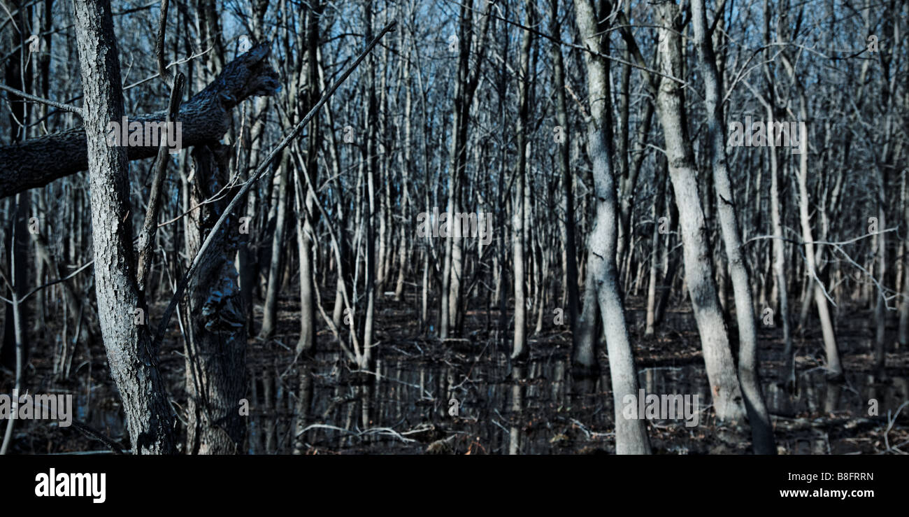 Wooded lots hi-res stock photography and images - Alamy