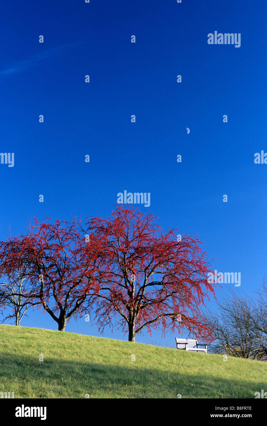 FLOWERING CRABAPPLE TREE AND BENCH AT THE MINNESOTA LANDSCAPE ARBORETUM ...