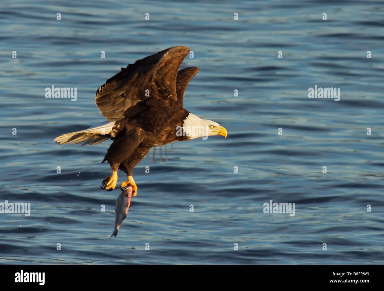 A Bald Eagle flies upwards with a fish in its talons Stock Photo - Alamy