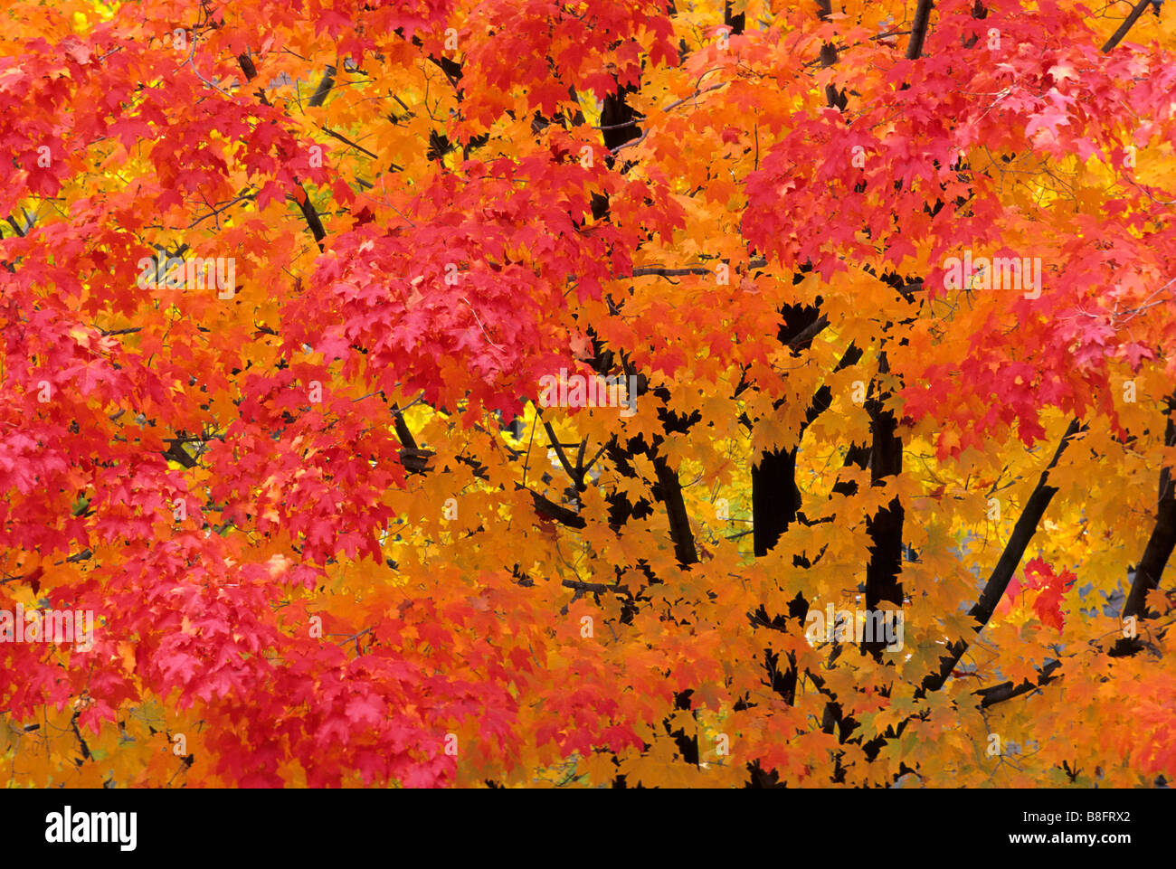 SUGAR MAPLES IN OCTOBER ALONG HISTORIC SUMMIT AVENUE, ST. PAUL ...