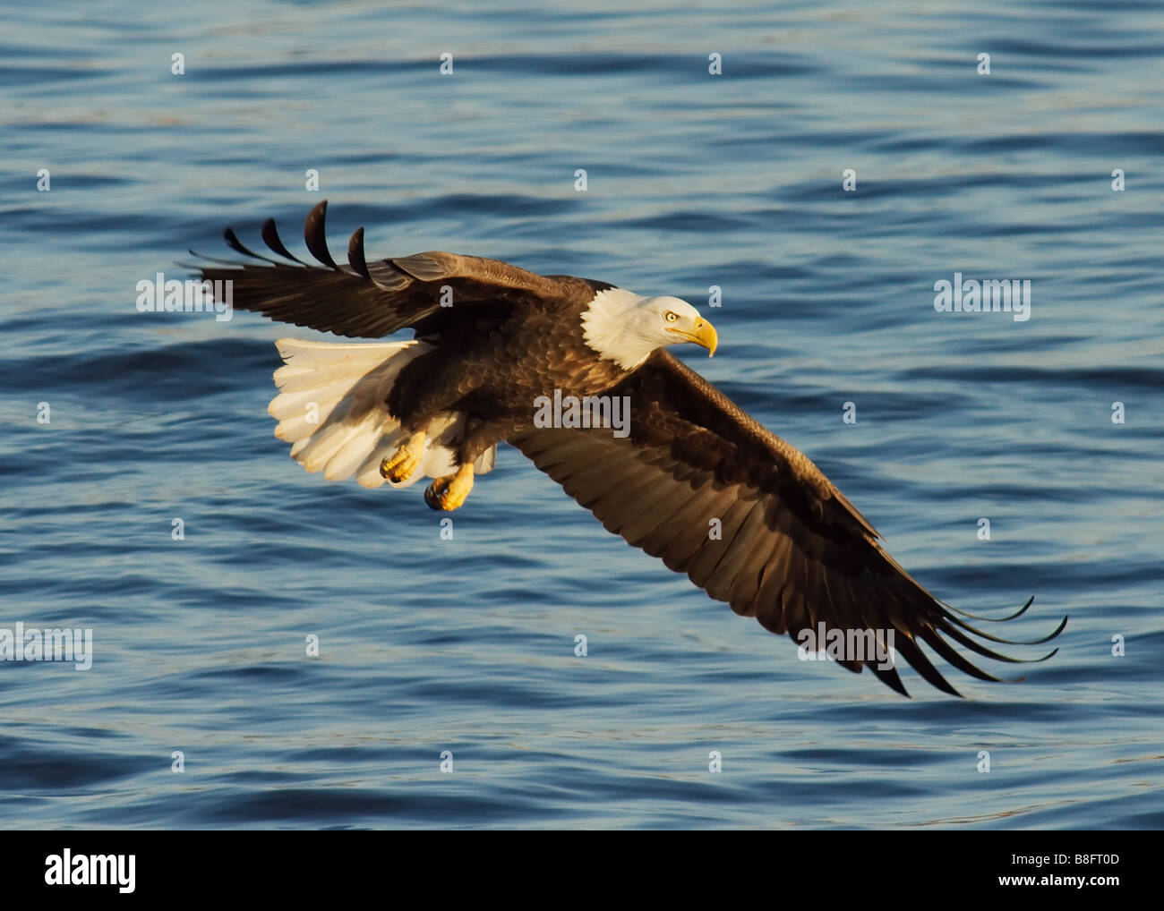 A Bald Eagle hovers over the surface of the river while hunting for ...
