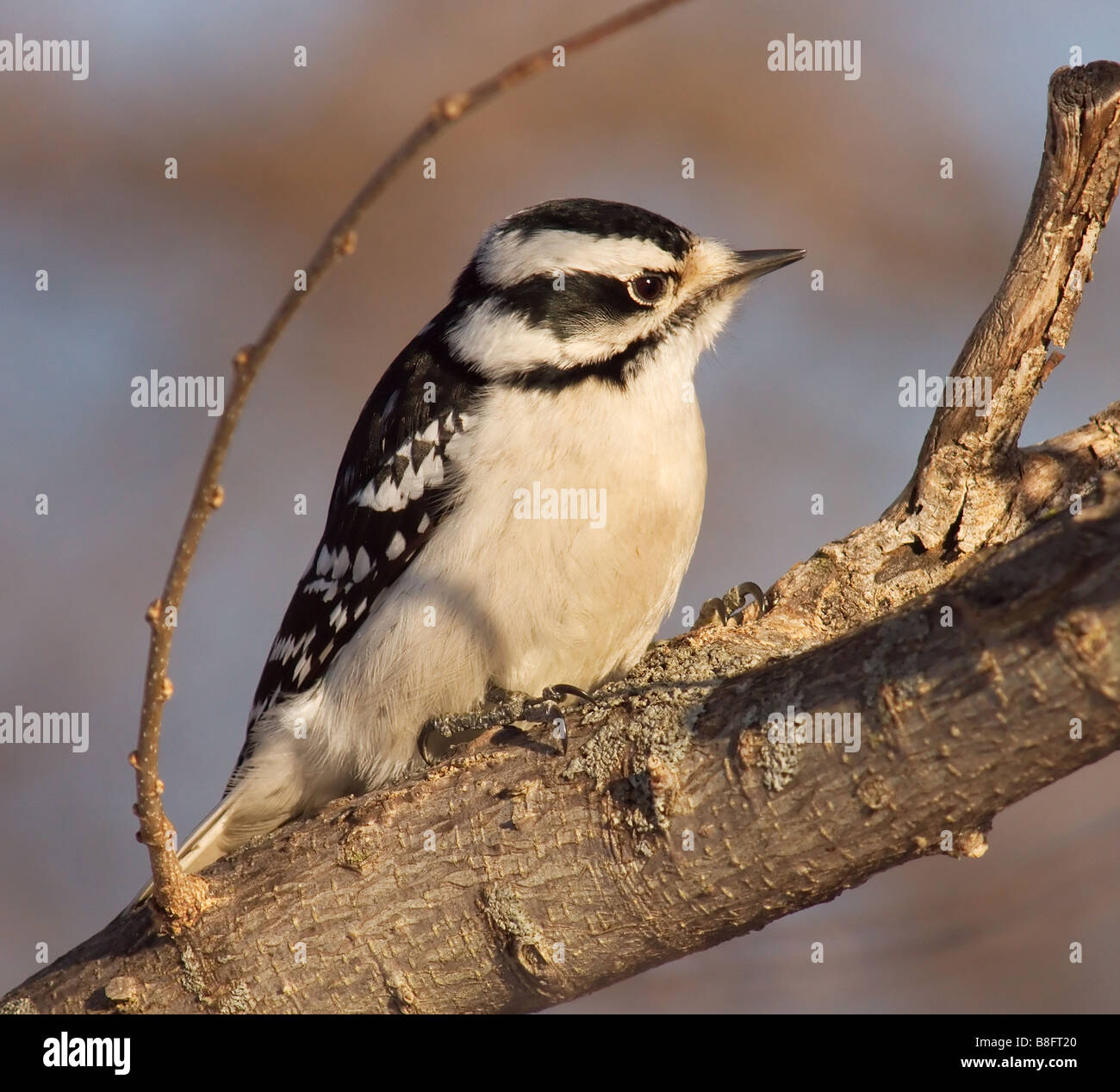 A female Downey Woodpecker perches on a tree branch Stock Photo - Alamy