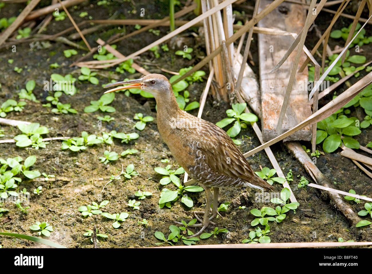 King rail hi-res stock photography and images - Alamy
