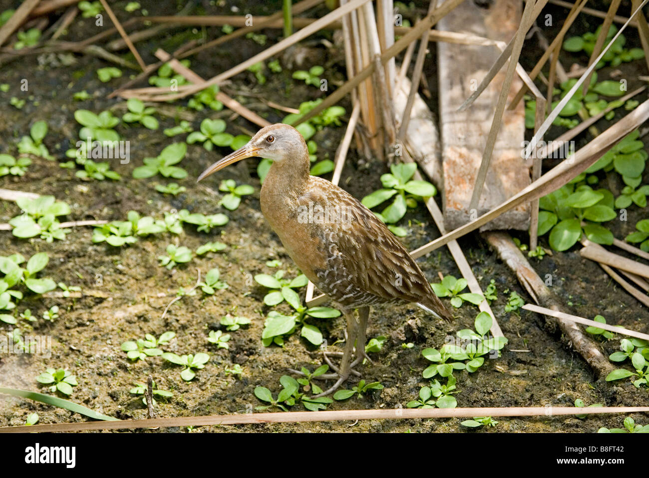 King rail hi-res stock photography and images - Alamy