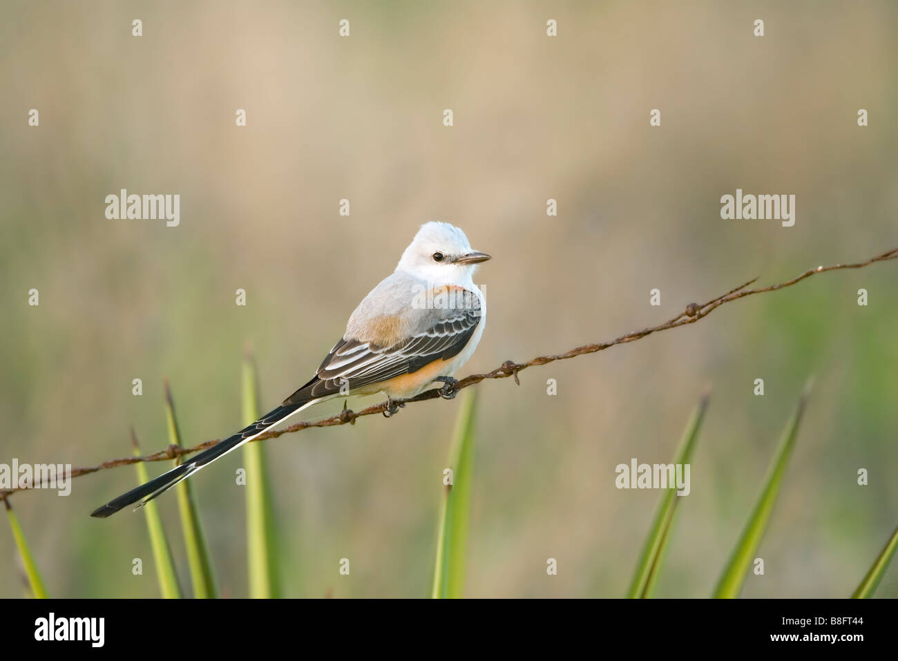 Scissor tailed bird hi-res stock photography and images - Alamy