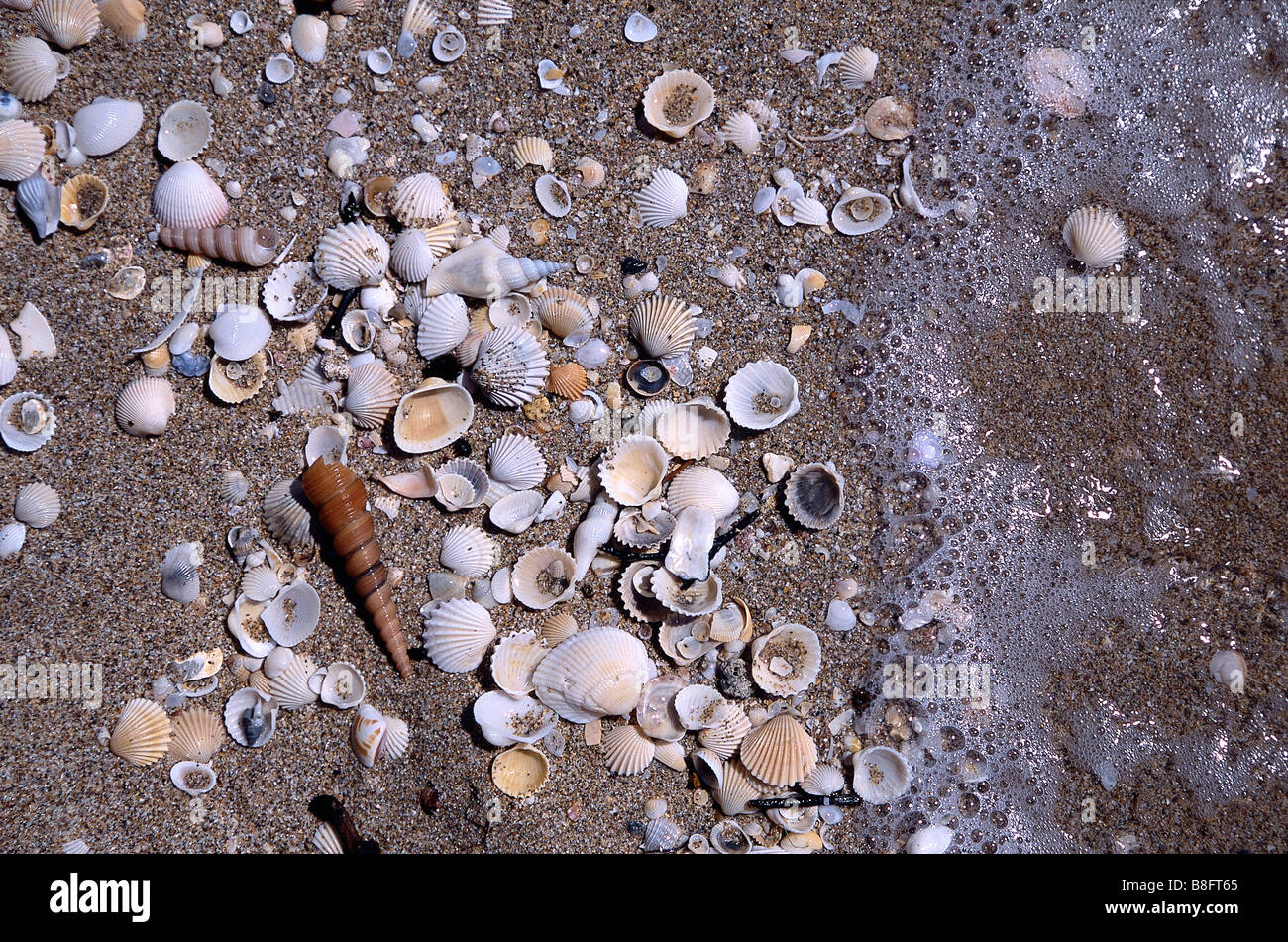 Empty seashells washed up on the sand on a beach Stock Photo - Alamy