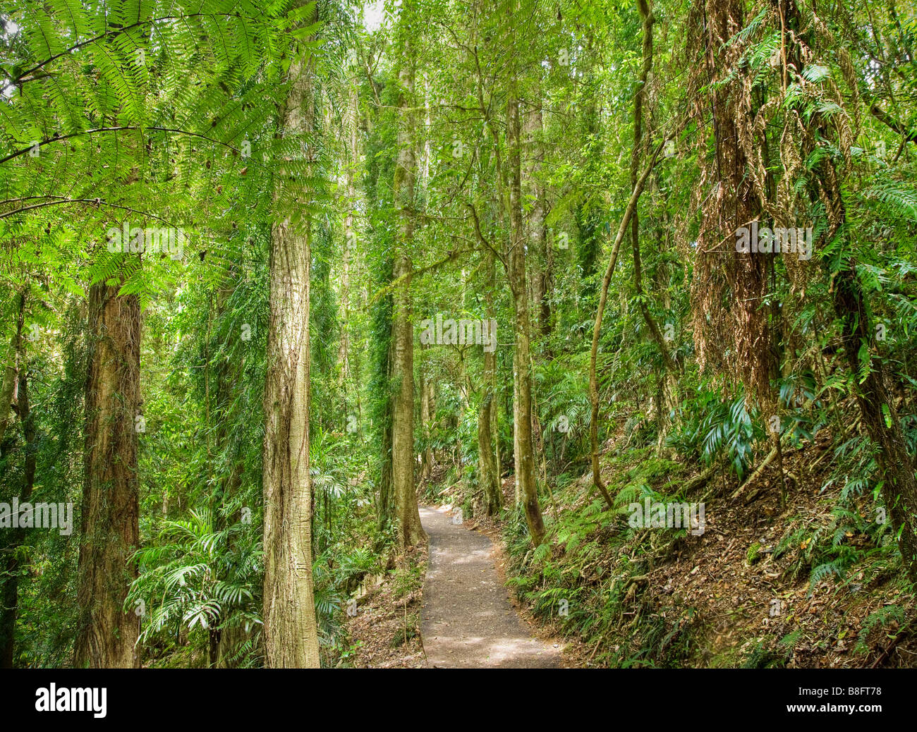 Image of jungle path hi-res stock photography and images - Alamy