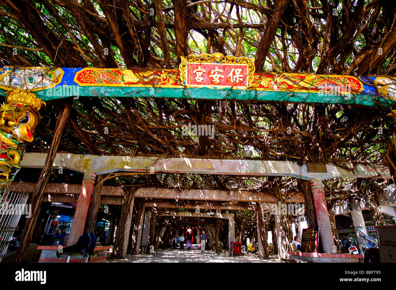 The tree formed passage in Penghu Taiwan Stock Photo - Alamy
