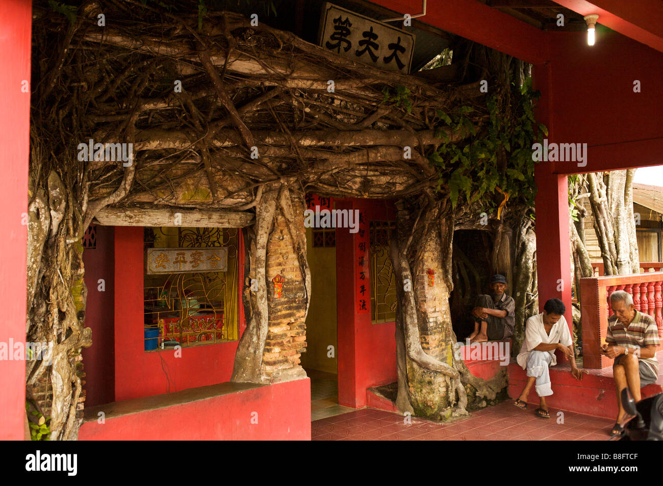 Chinese banyan tree hi-res stock photography and images - Alamy
