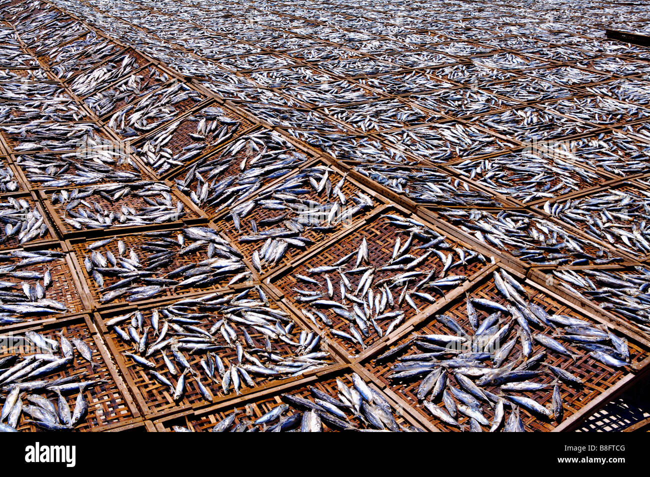 Fish drying on frame hi-res stock photography and images - Alamy