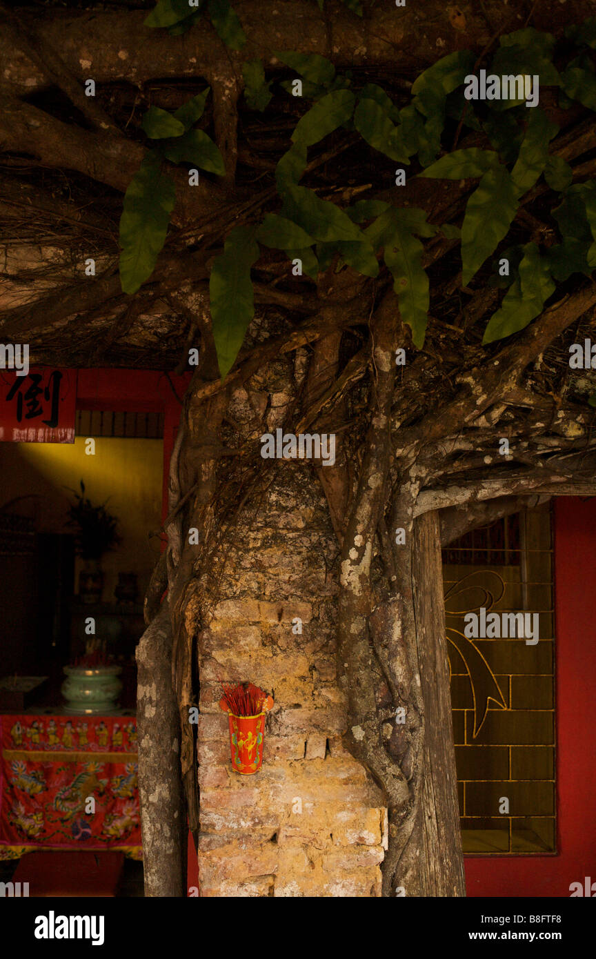 Chinese tree roots hi-res stock photography and images - Alamy