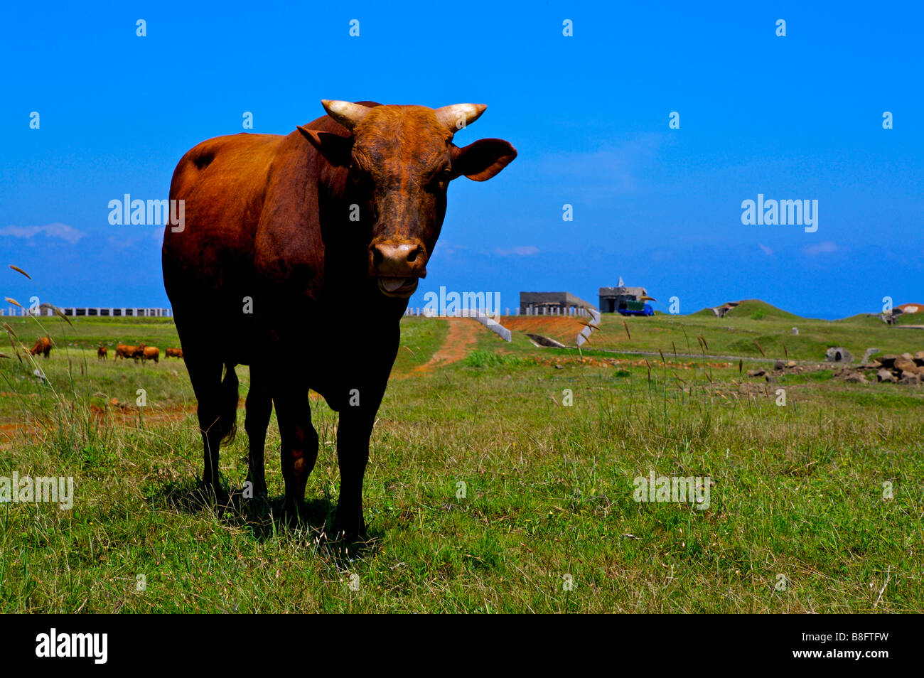 Close up of the cattle walking on the lawn Penghu Taiwan Stock Photo ...