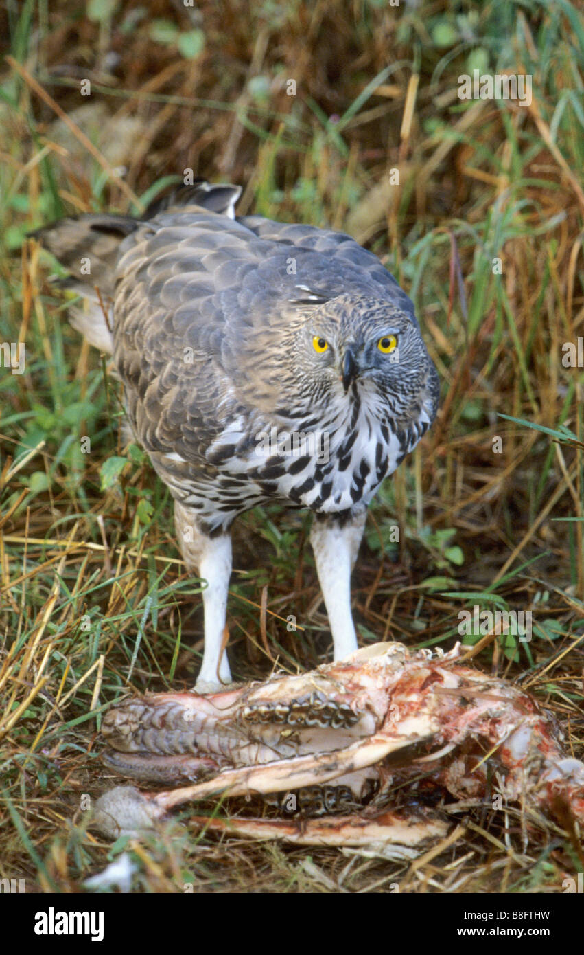 Changeable hawk eagle (Nisaetus cirrhatus) feeding on Spotted Deer ...