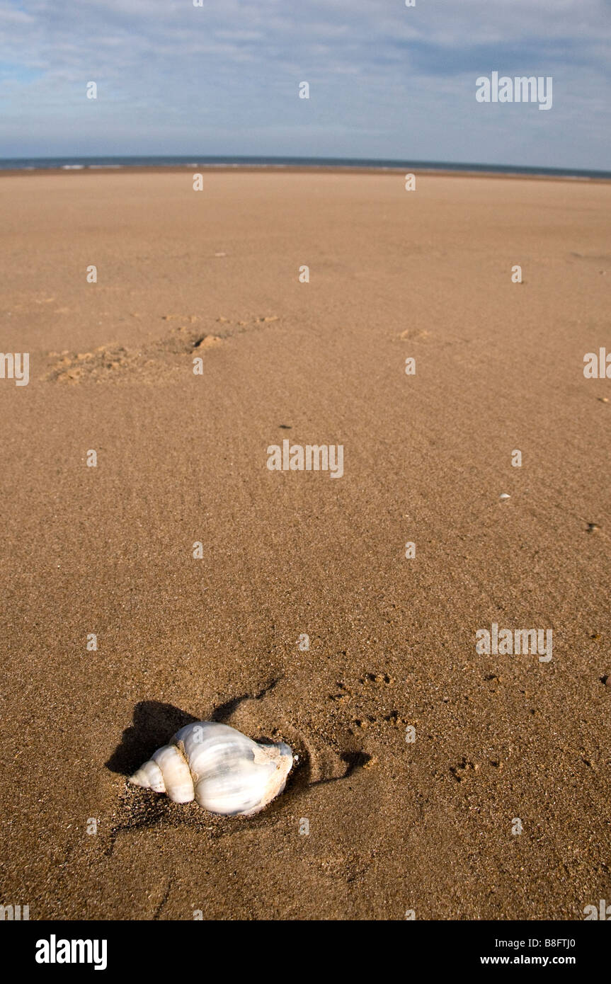 A seashell in sand, Holkam Bay, Norfolk, England, UK Stock Photo - Alamy