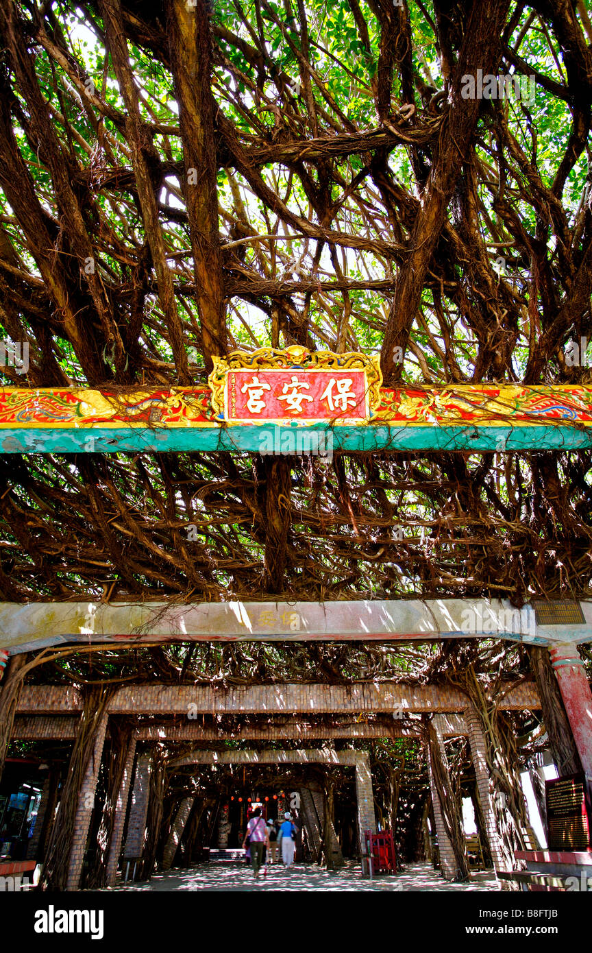 The tree passage which has shade in Penghu Taiwan Stock Photo - Alamy