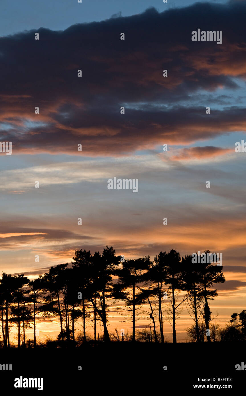 Norfolk sunset tree trees hi-res stock photography and images - Alamy