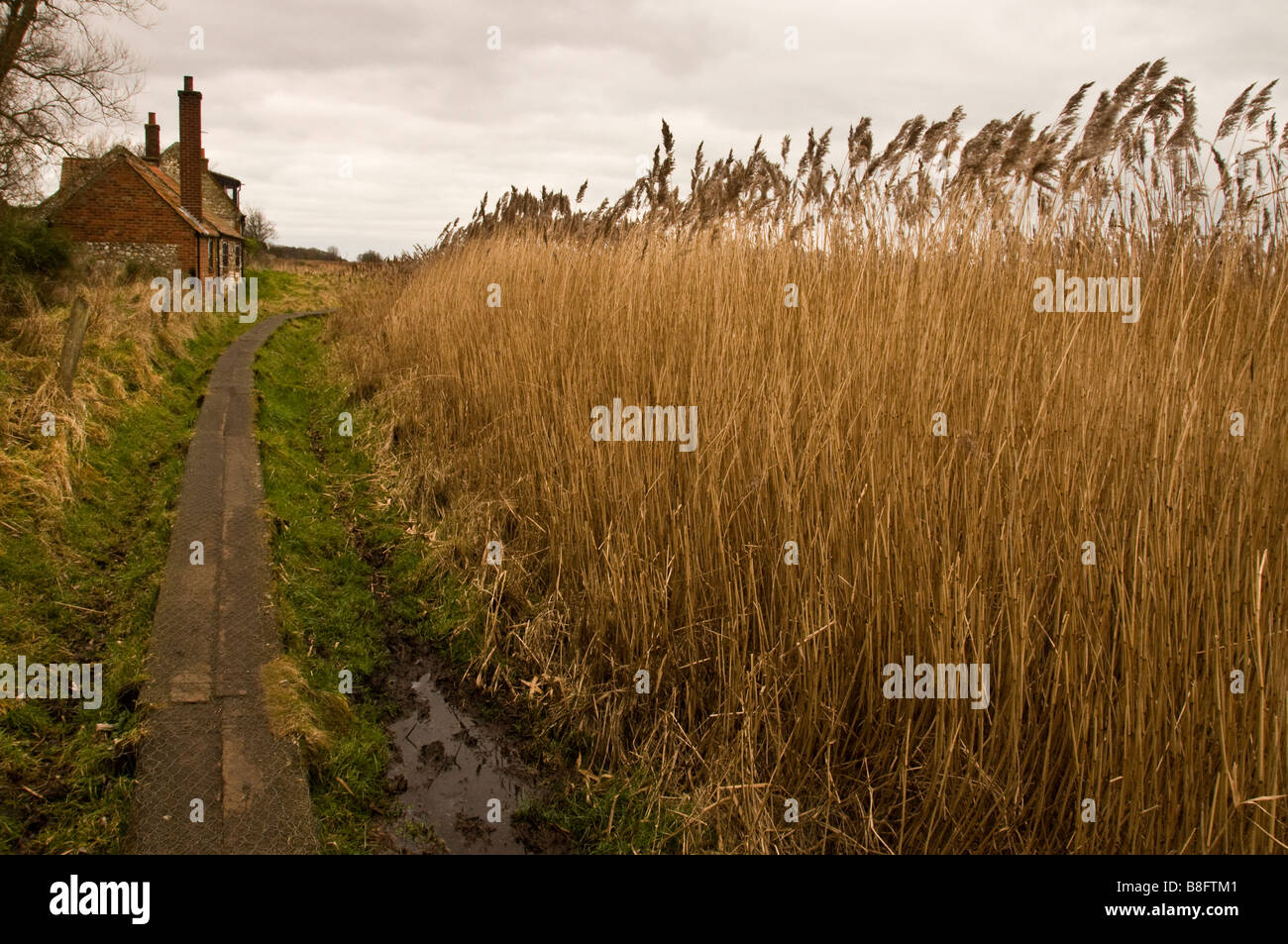 Phragmites australis estuary hi-res stock photography and images - Alamy