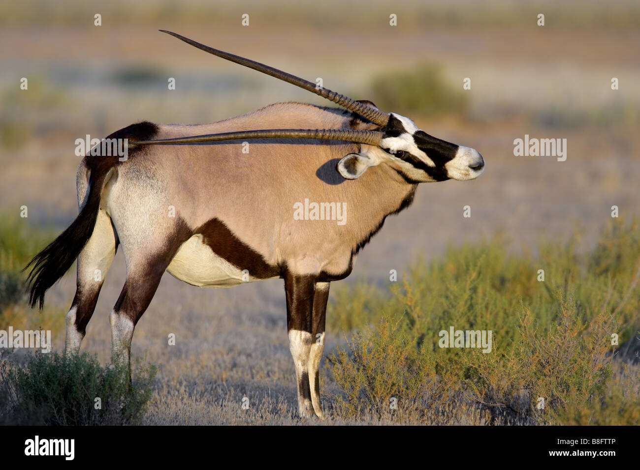 Gemsbok southern oryx hi-res stock photography and images - Alamy