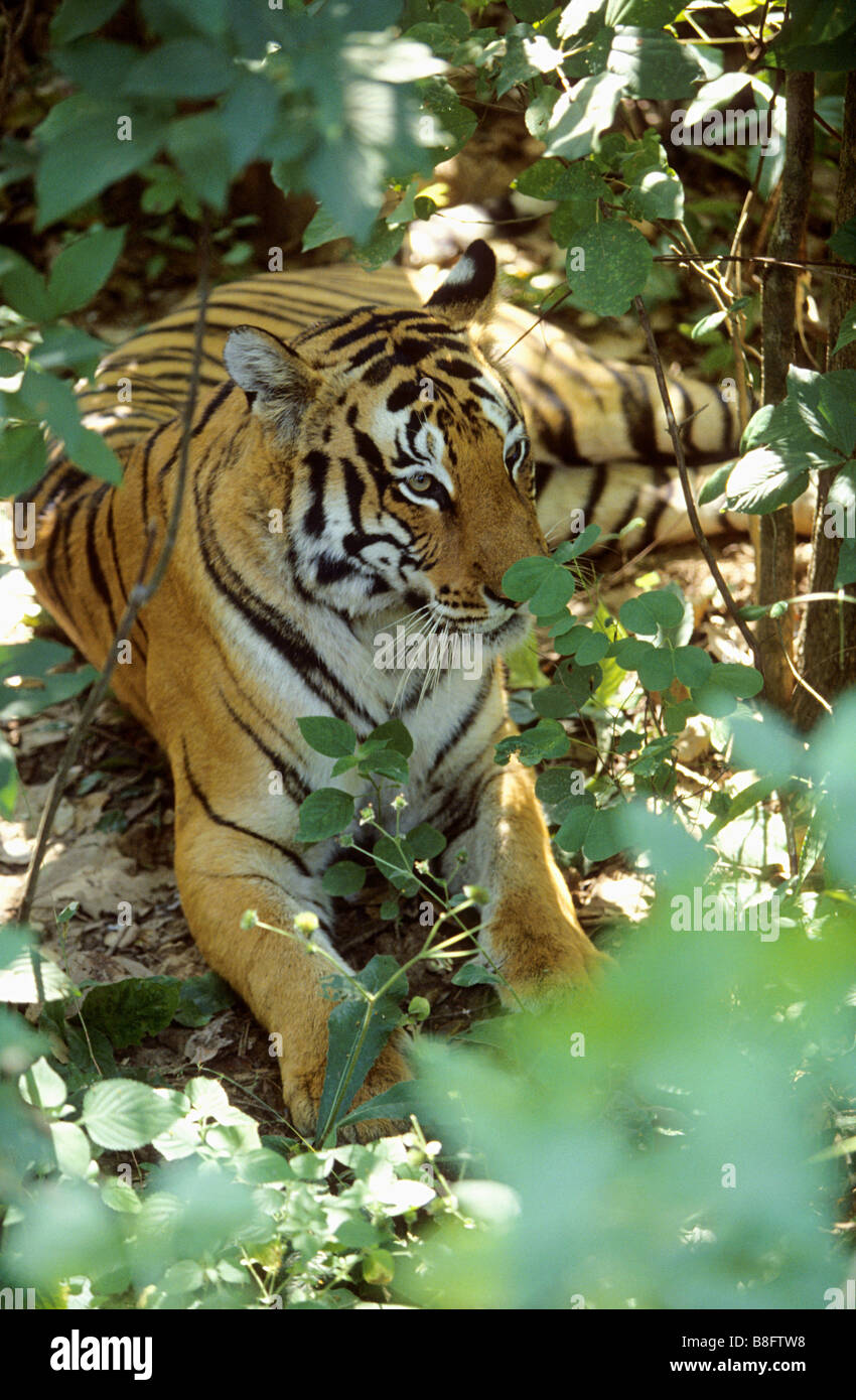Tiger (Panthera tigris) cub hiding in a bush in a forest Kanha National ...