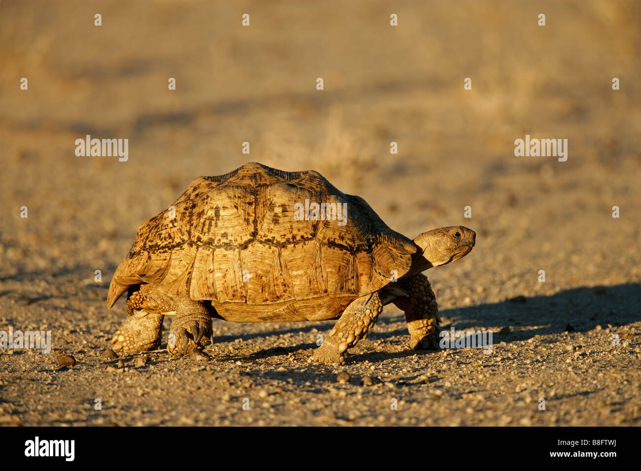Desert tortoise hi-res stock photography and images - Alamy