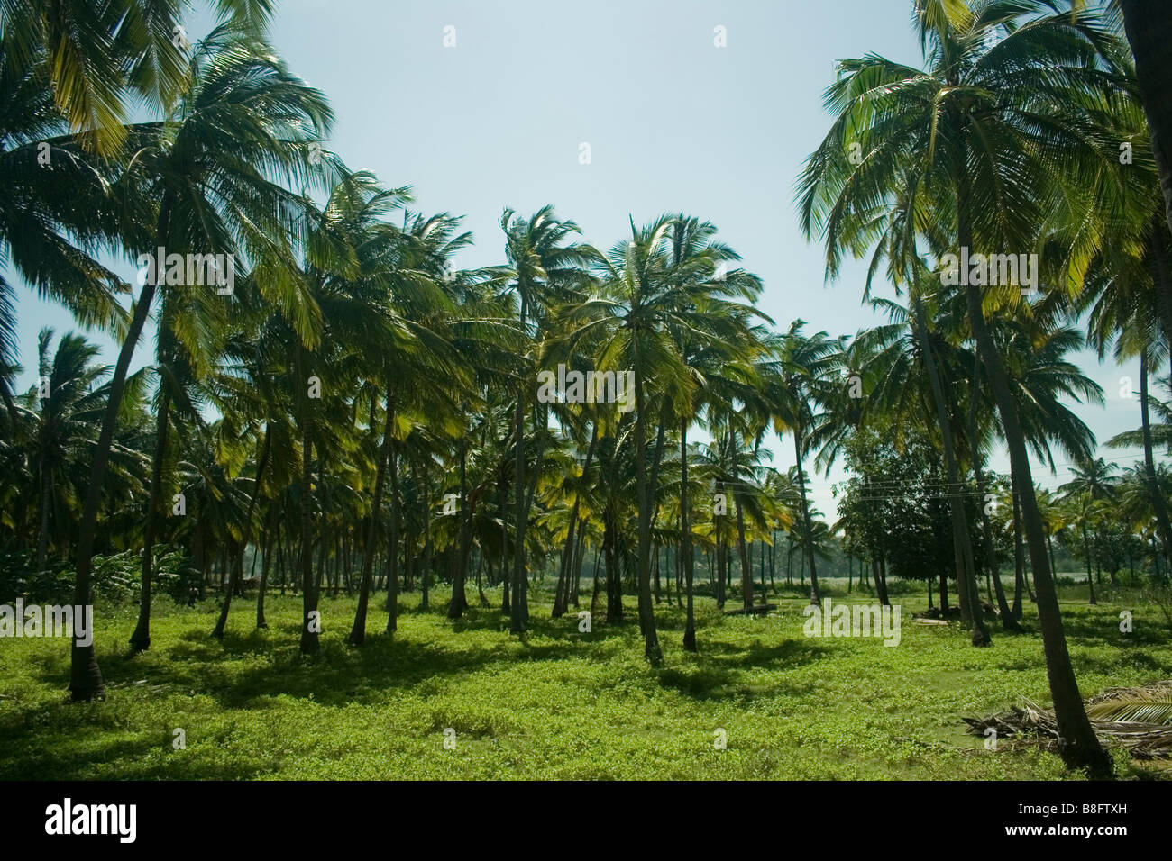 Coconut tree farm Stock Photo - Alamy