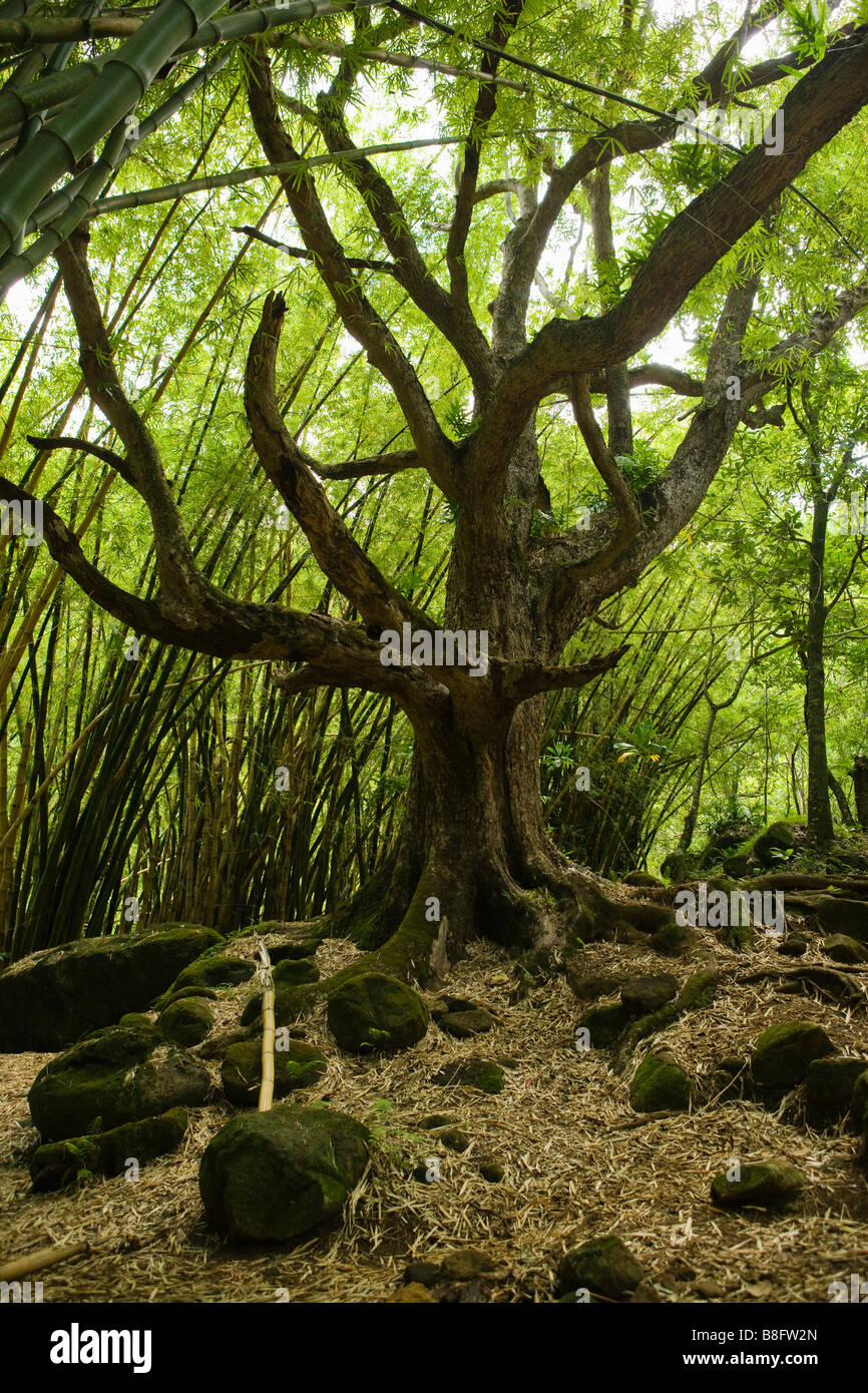 A large tree surrounded by bamboo along the trail in the Hanakapiai ...