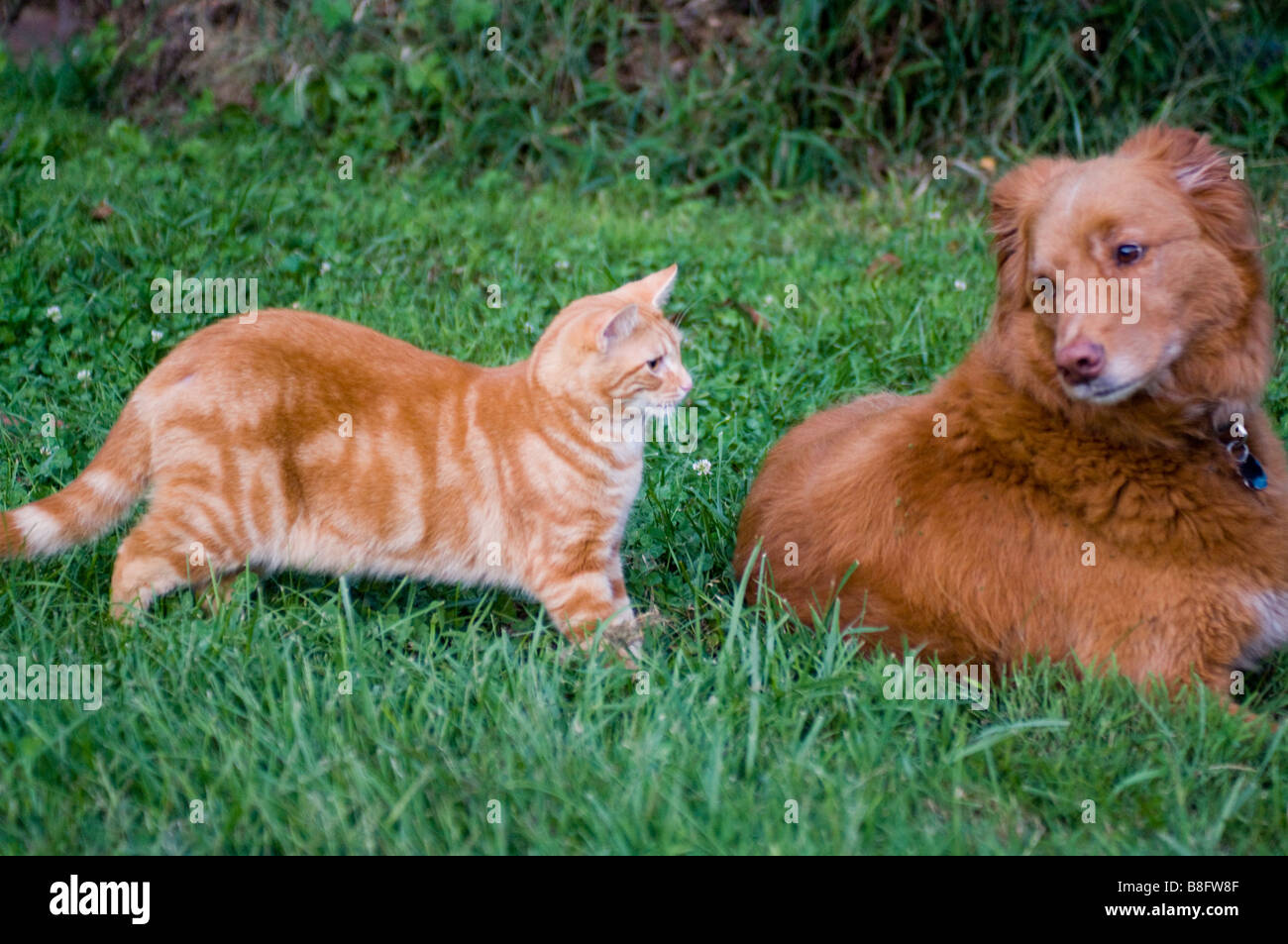 Between dog and cat hi-res stock photography and images - Alamy