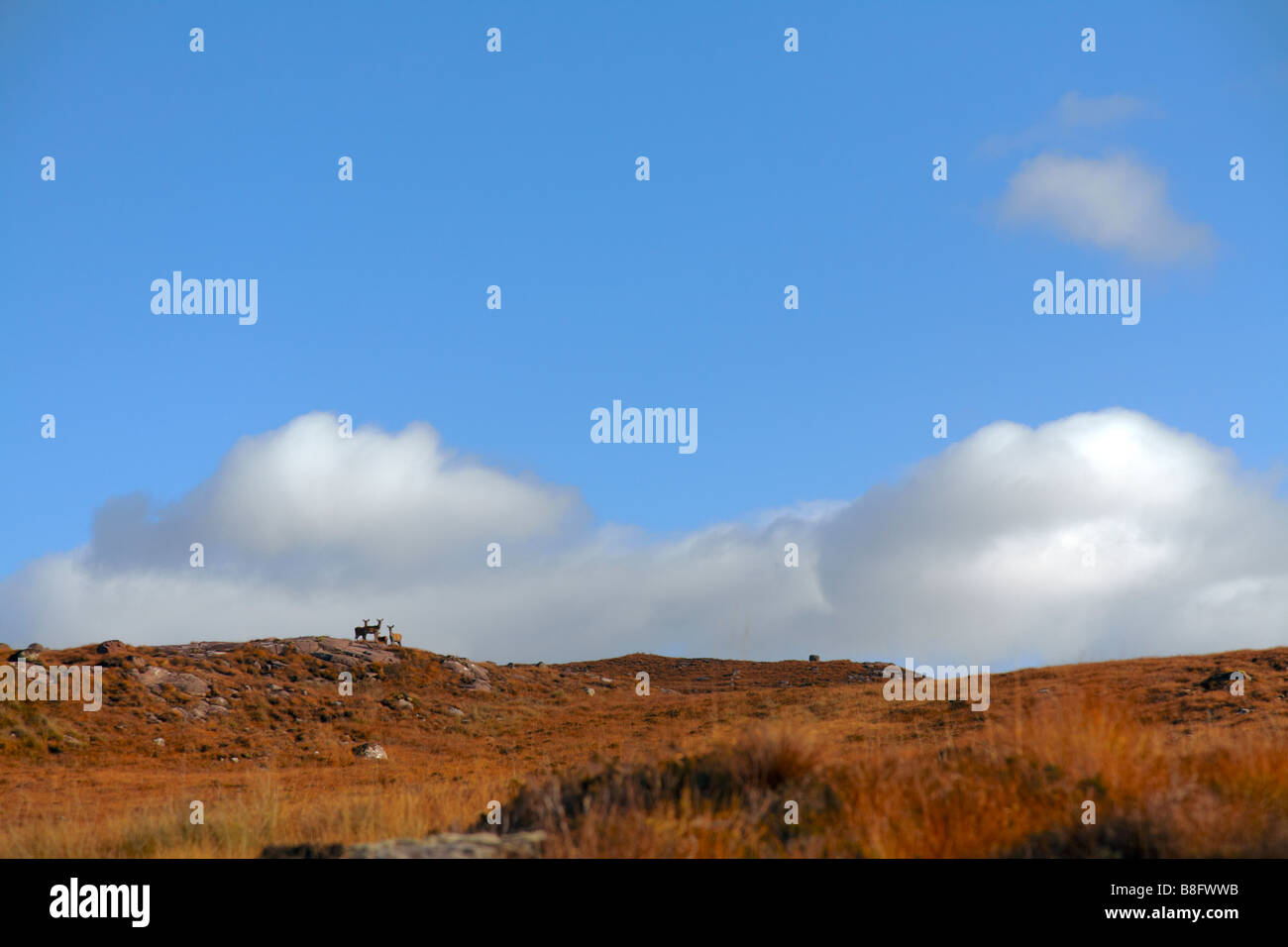 Red point wester ross hi-res stock photography and images - Alamy