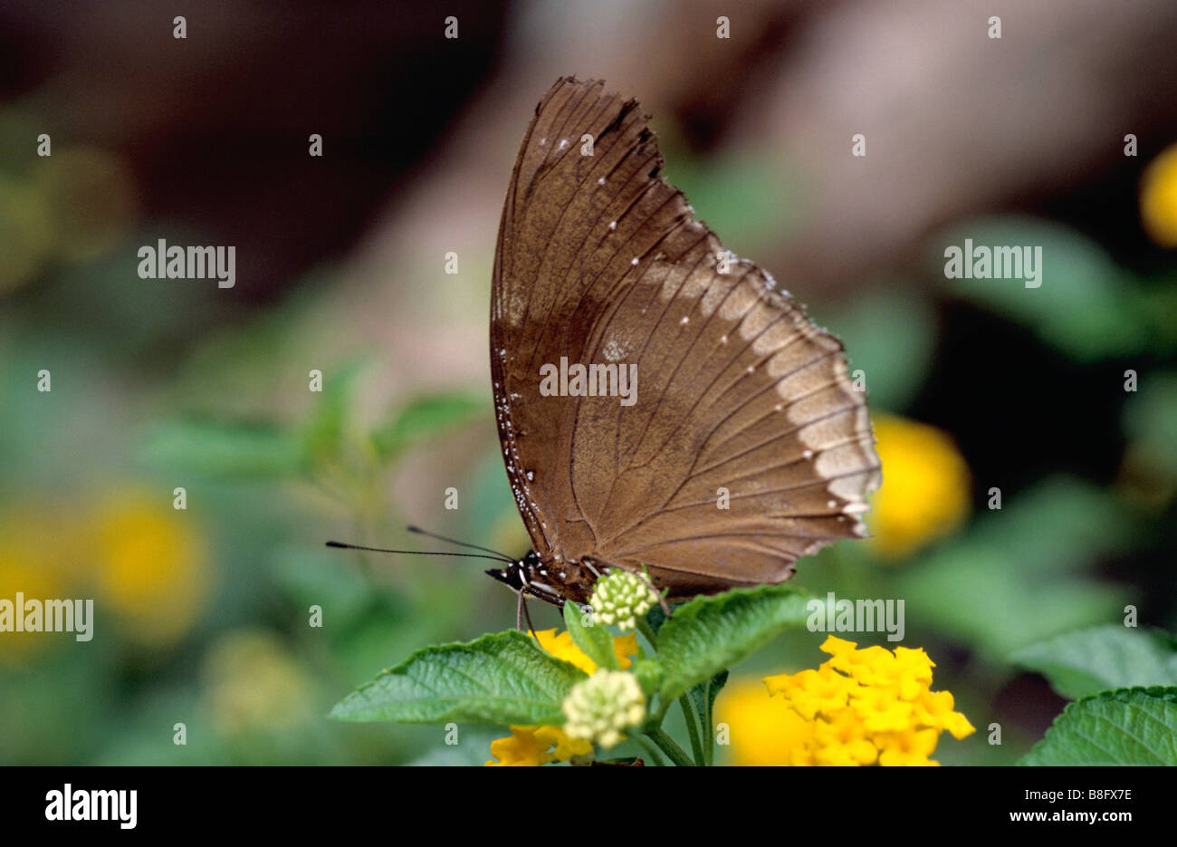 Common crow maharashtra hi-res stock photography and images - Alamy