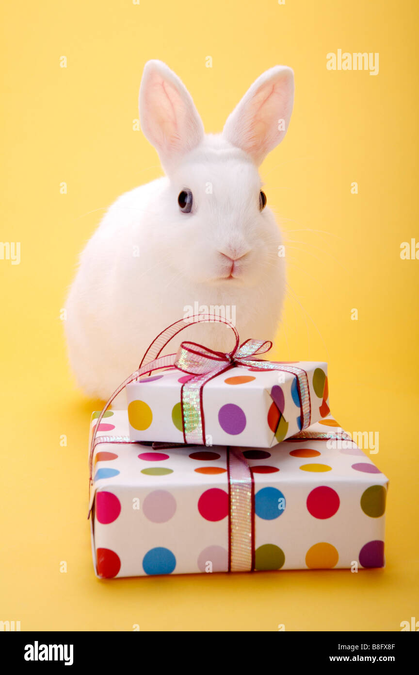 Three colored rabbit hi-res stock photography and images - Alamy