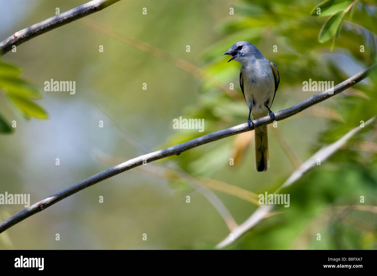 female small minivet (Pericrocotus cinnamomeus) in Bandhavgarh National ...