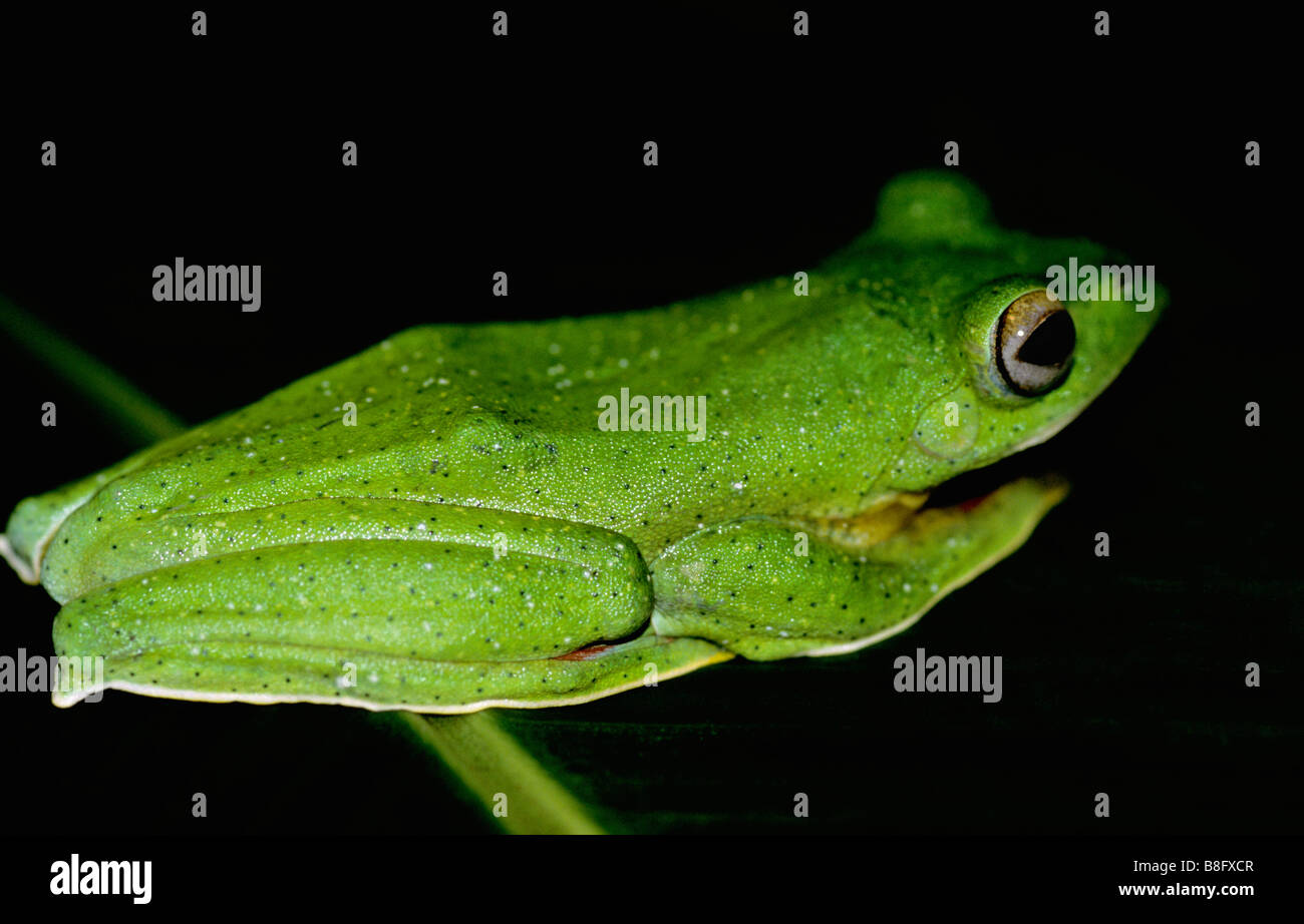 Malabar Flying Frog (Rhacophorus malabaricus) is a moss frog species at ...