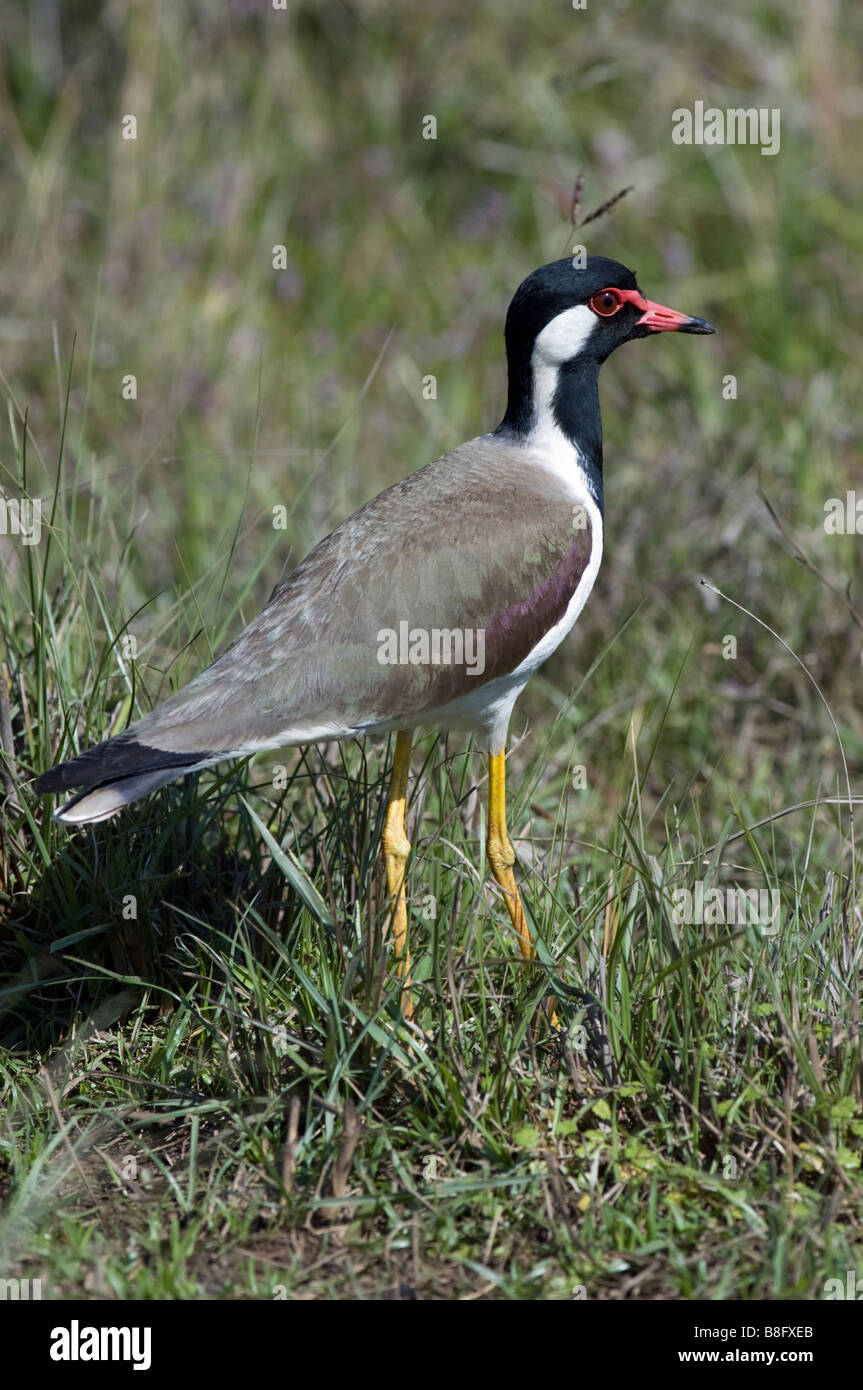 Red-wattled lapwing (Vanellus indicus) in Bandhavgarh National Park ...