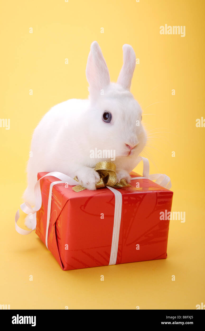 Rabbit with a gift box hi-res stock photography and images - Alamy