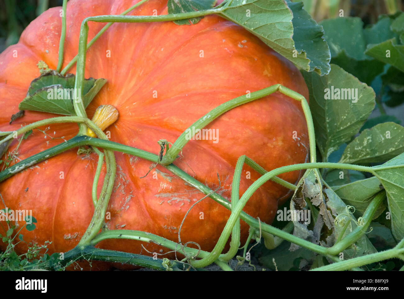 Pumpkin growing in a pumpkin patch with leaves and vine surrounding it ...