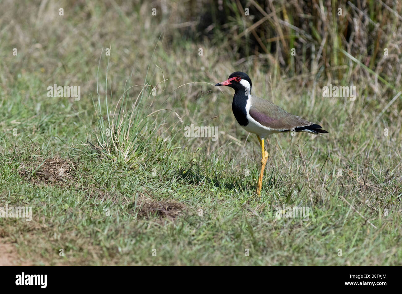 Red-wattled lapwing (vanellus indicus) in Bandhavgarh National Park ...