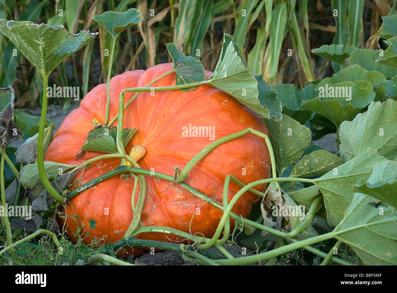 Pumpkin Growing On Vine Stock Photos & Pumpkin Growing On Vine Stock ...