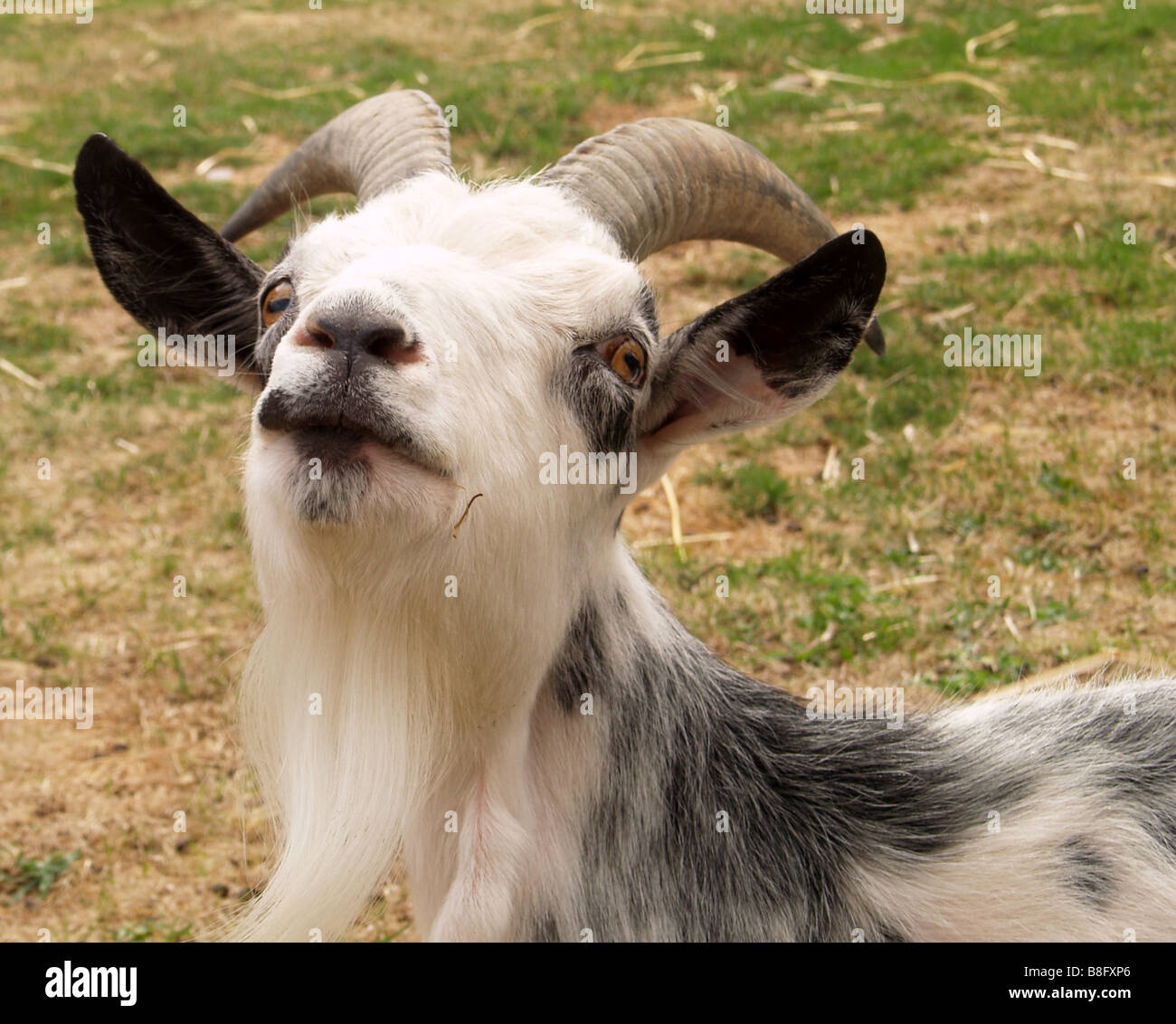 Billy goat gruff hi-res stock photography and images - Alamy