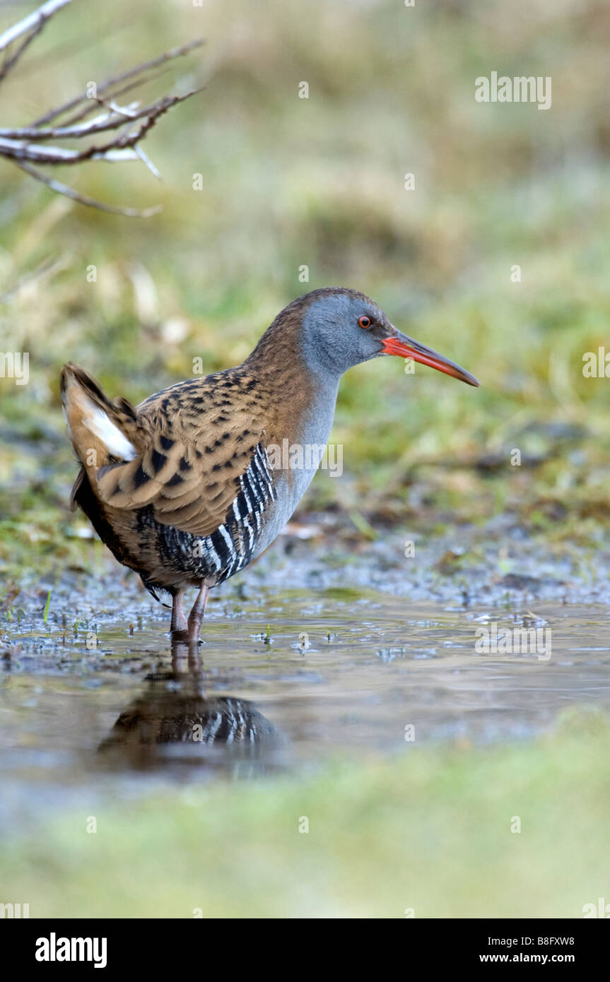 [water rail] [rallus aquaticus] bird rallidae Stock Photo - Alamy