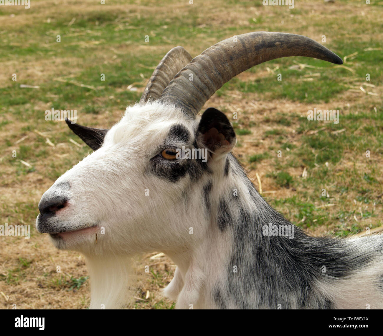 Billy goat gruff hi-res stock photography and images - Alamy