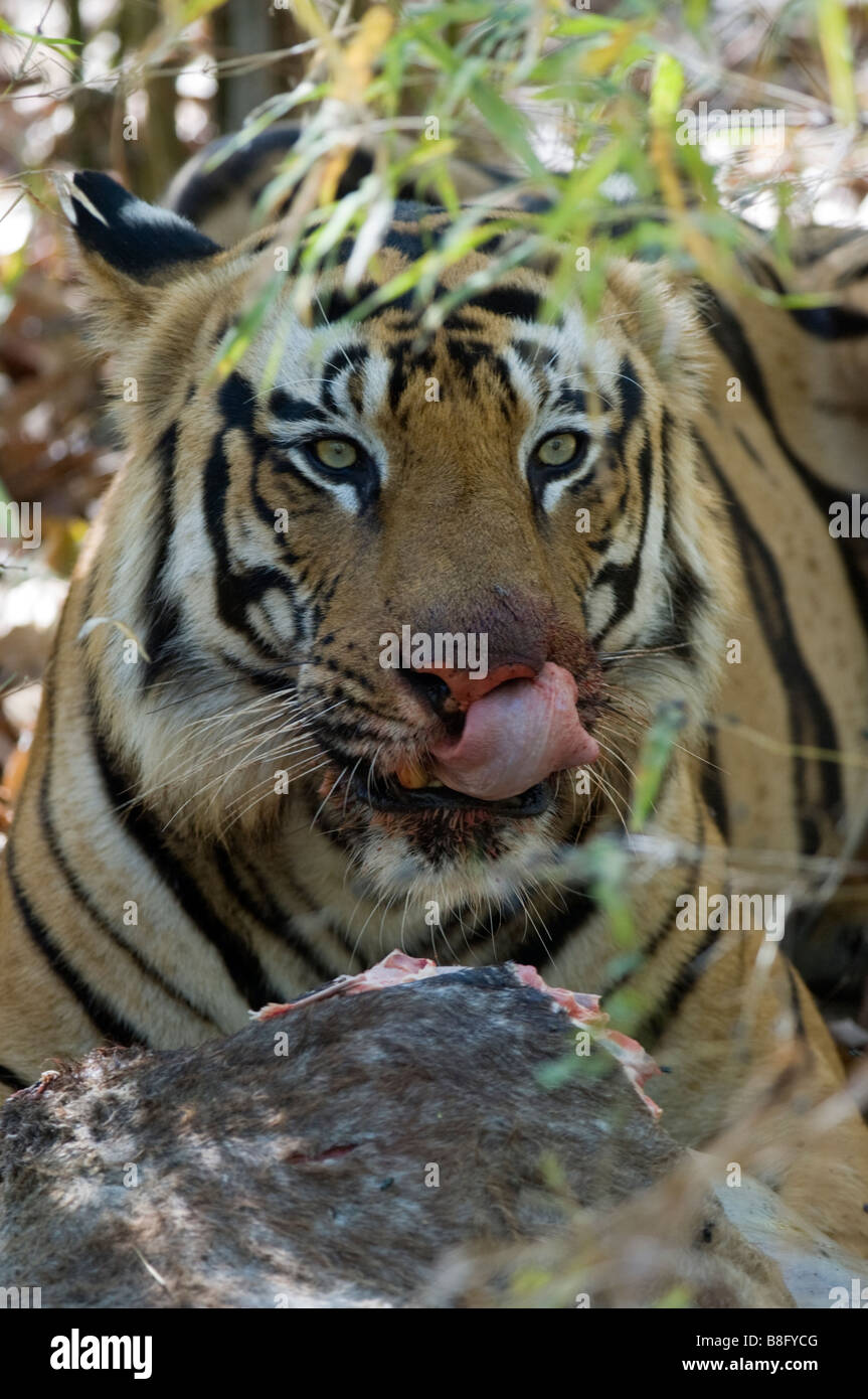 Tiger kill hi-res stock photography and images - Alamy